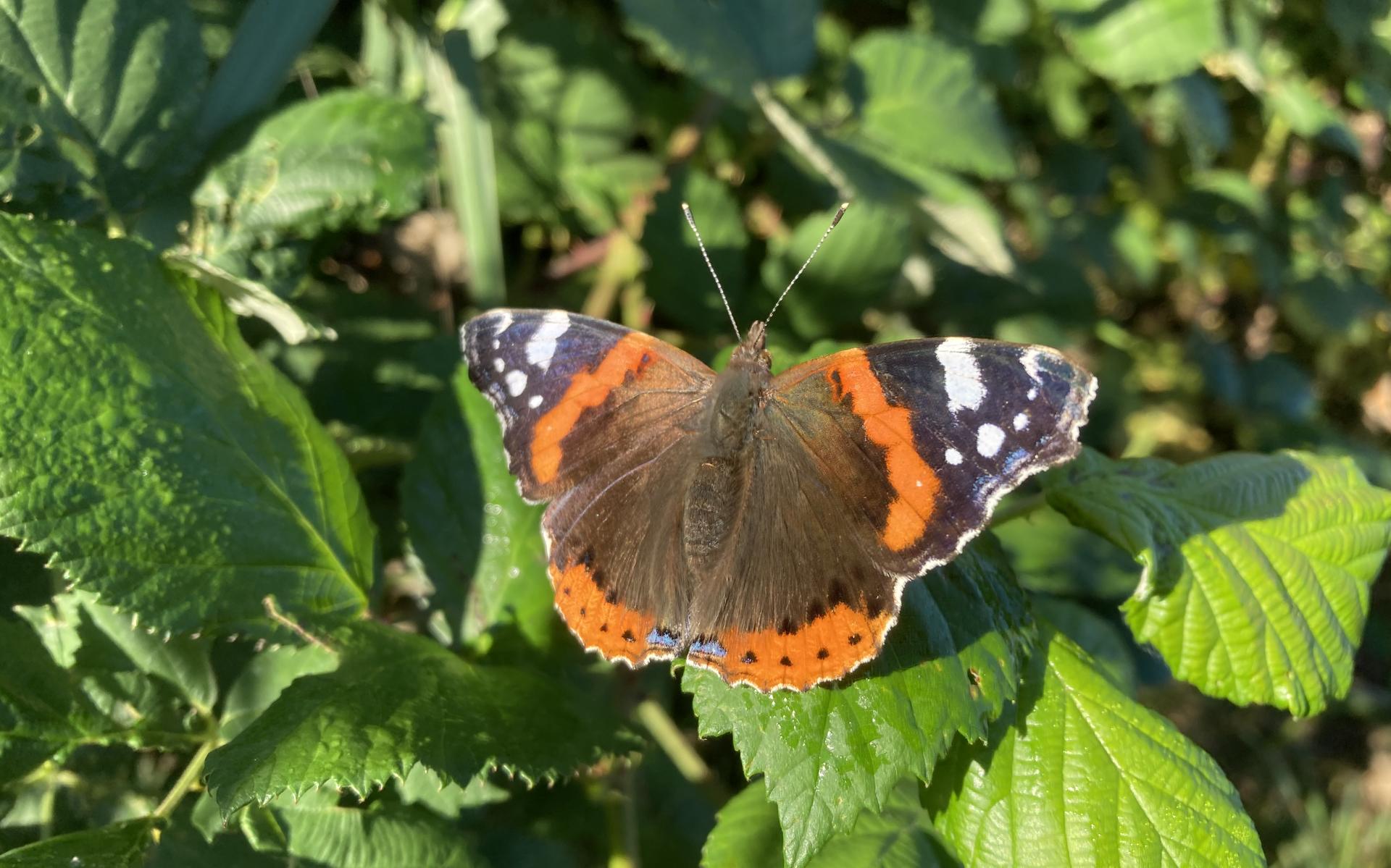Lelystad is een vlinderparadijsje rijker - Flevopost