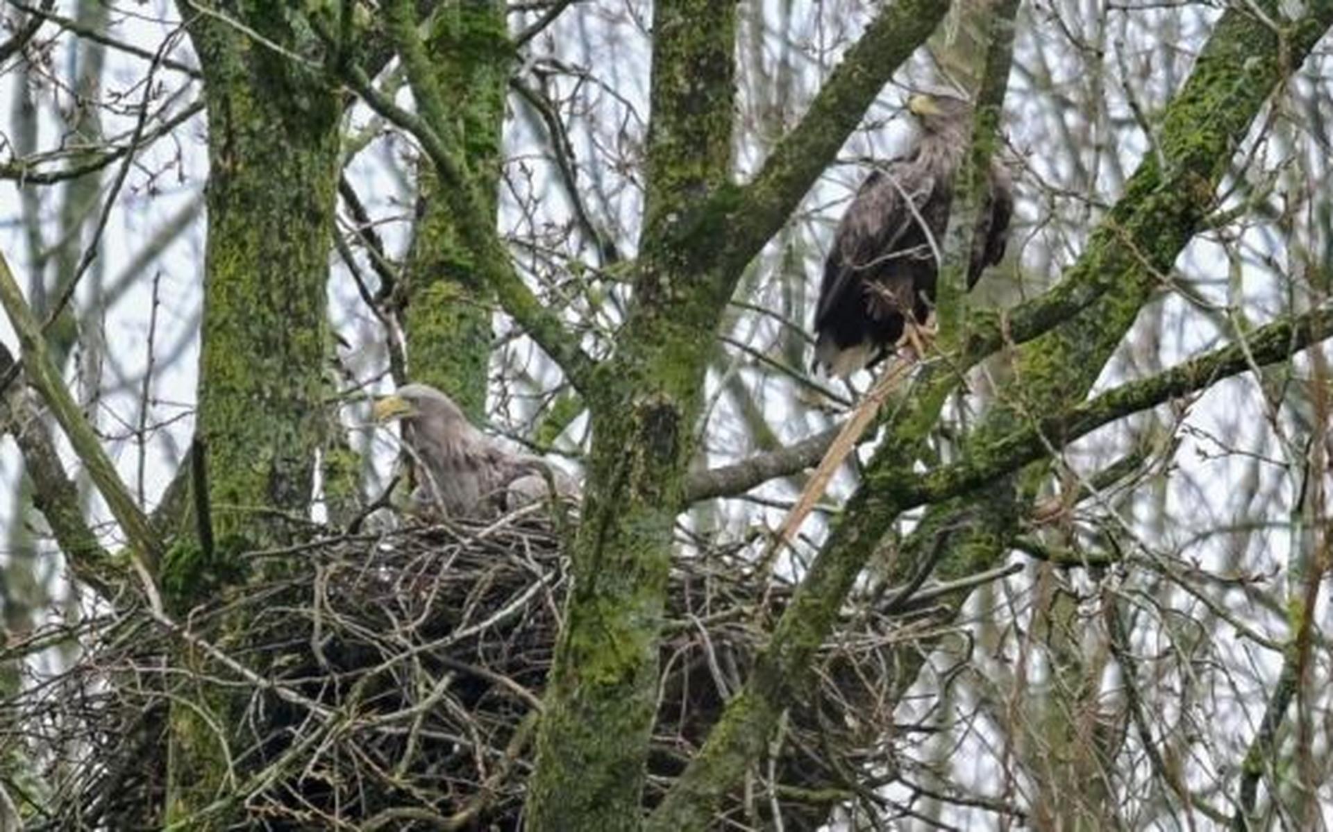 Zeearendpaar bouwt voor het eerst nest in Hollandse Hout - Flevopost
